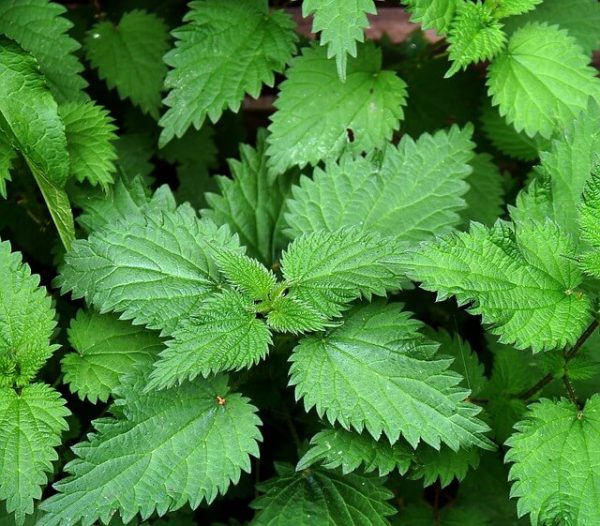 7 Excellent Nettle Leaf Tea Benefits