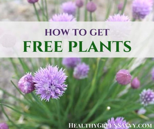 How to Get Free Plants for Your Garden {9 Savvy Strategies}