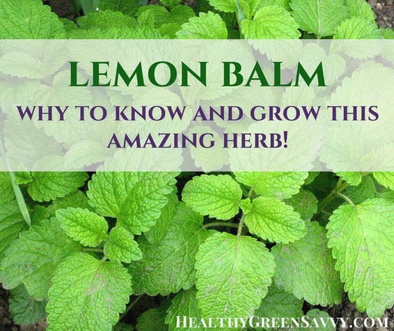 12 Amazing Uses for Lemon Balm, a Delicious Medicinal Herb