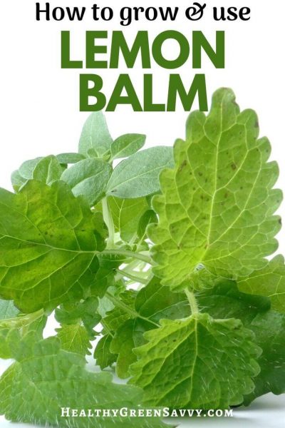 Uses for Lemon Balm, a Delicious Medicinal Herb | HealthyGreenSavvy