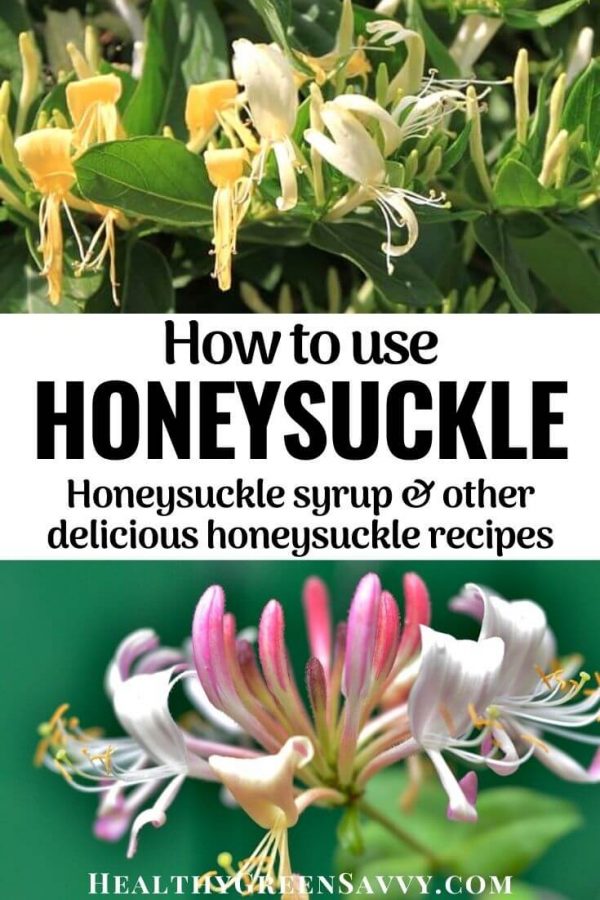 Best Honeysuckle Recipes {+ Honeysuckle Uses & Benefits}
