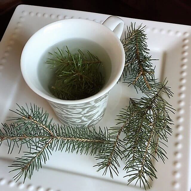 How to Make Spruce Tea, A Delicious Way to Fight Colds