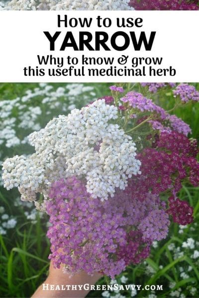 12 Excellent Yarrow Benefits & Yarrow Uses