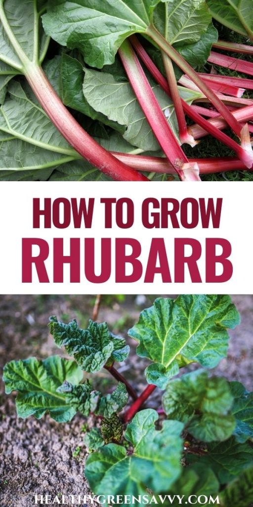 How to Grow Rhubarb (& Why You'd Want To!) - HealthyGreenSavvy