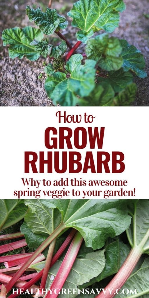 How to Grow Rhubarb (& Why You'd Want To) | HealthyGreenSavvy