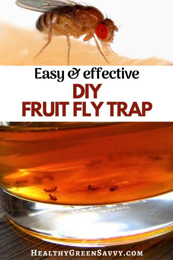 Homemade Fruit Fly Trap with Apple Cider Vinegar to Get Rid of Fruit Flies