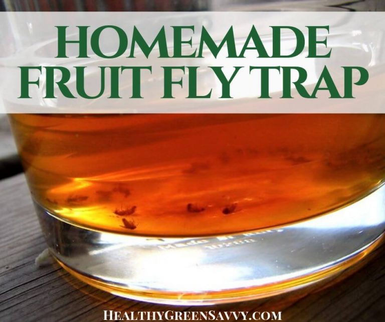 Homemade Fruit Fly Trap with Apple Cider Vinegar to Get Rid of Fruit Flies
