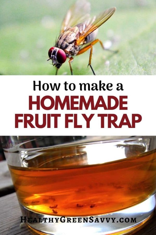 Homemade Fruit Fly Trap with Apple Cider Vinegar to Get Rid of Fruit Flies