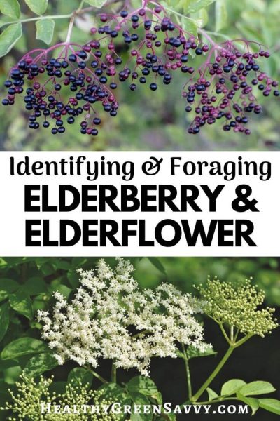 Elderberry Identification and Foraging Tips - HealthyGreenSavvy