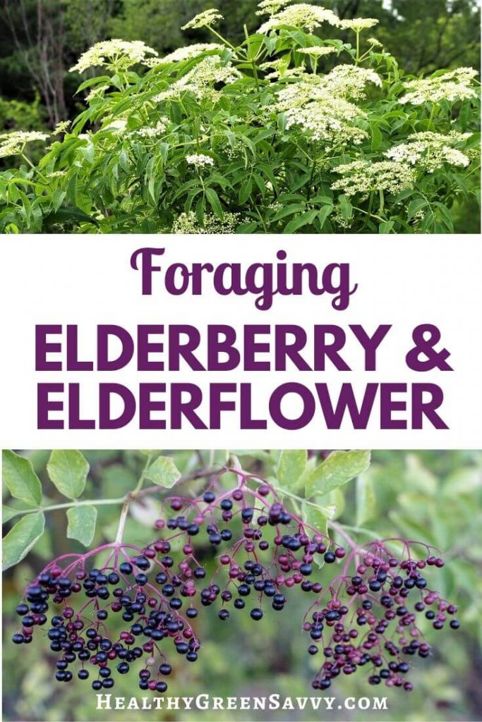 Elderberry Identification and Foraging Tips | HealthyGreenSavvy
