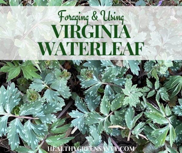 Virginia Waterleaf (Hydrophyllum virginianum), Early Wild Edible