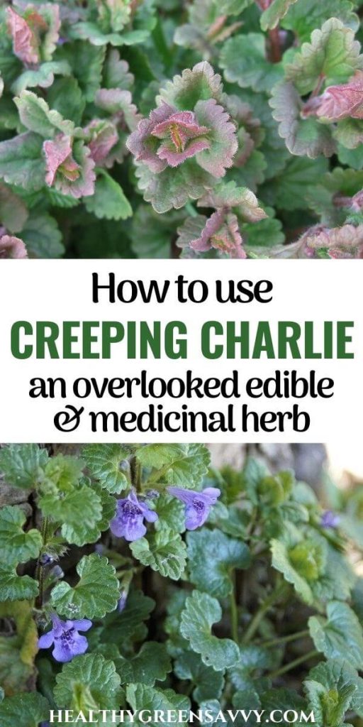 15+ Creeping Charlie Uses, An Overlooked Medicinal Herb