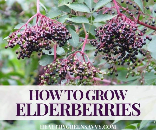 Growing Elderberry {How to Grow Elderberries & Elderflowers}