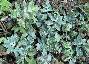 Virginia Waterleaf (Hydrophyllum virginianum), Early Wild Edible