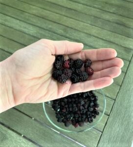 Wild Black Raspberries ~ Identifying and Foraging Blackcap Raspberries