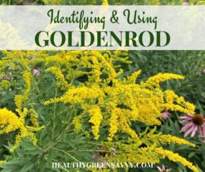 Goldenrod Identification, Benefits, & Medicinal Uses