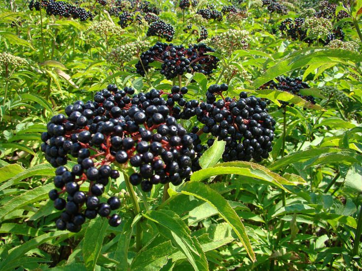 Elderberry Identification and Foraging Tips - HealthyGreenSavvy