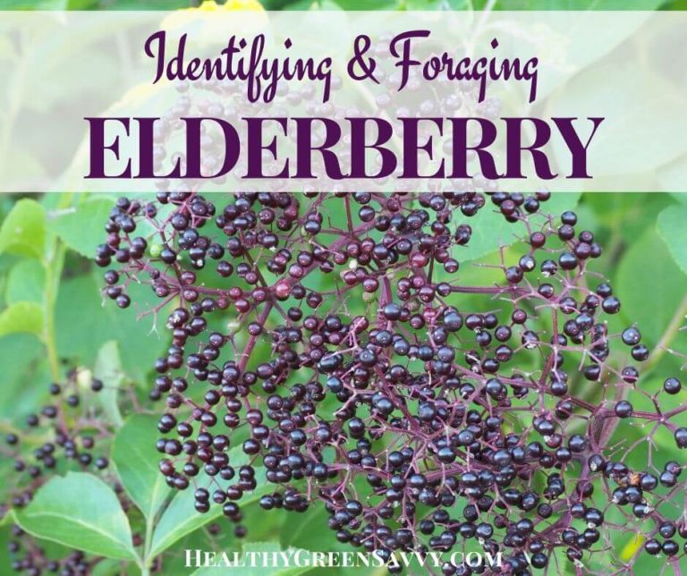 Elderberry Identification and Foraging Tips - HealthyGreenSavvy