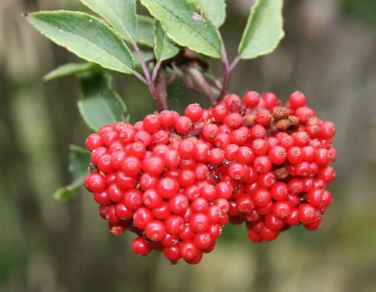 Elderberry Identification and Foraging Tips - HealthyGreenSavvy
