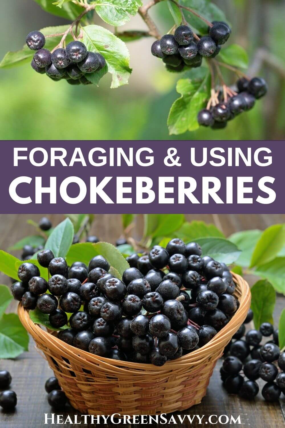 Black Chokeberry, Aronia Melanocarpa~ 8 Benefits & Best Uses