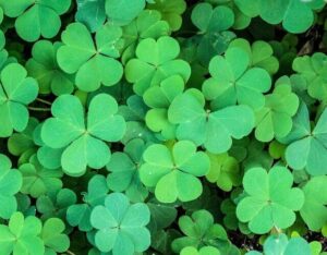 Edible Clover: Identification, Cautions + 10 Best Uses