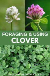 Edible Clover: Identification, Cautions + 10 Best Uses