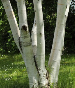 25 Medicinal Trees to Harvest for Homemade Medicine