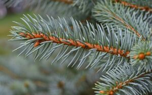 Spruce vs Fir vs Pine: Conifer Identification 101