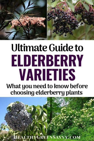 Best Elderberry Varieties for Homegrown Food & Medicine