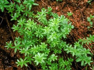 Cleavers Plant Uses & 5 Best Cleavers Herb Benefits