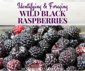 Wild Black Raspberries ~ Identifying and Foraging Blackcap Raspberries