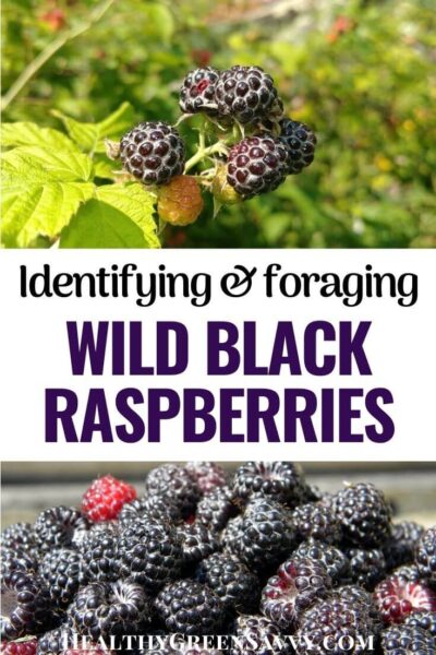 Wild Black Raspberries ~ Identifying and Foraging Blackcap Raspberries