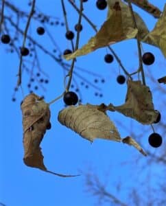Foraging Hackberry Fruit {+ Best Uses for Hackberries}