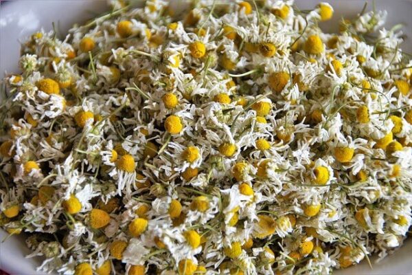 30+ Best Herbs for Colds & Flu - HealthyGreenSavvy