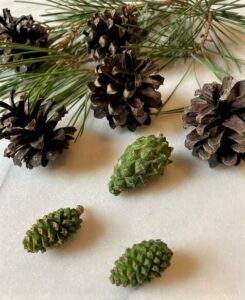 Can You Eat Pine Cones? (5 Best Uses for Edible Pine Cones)