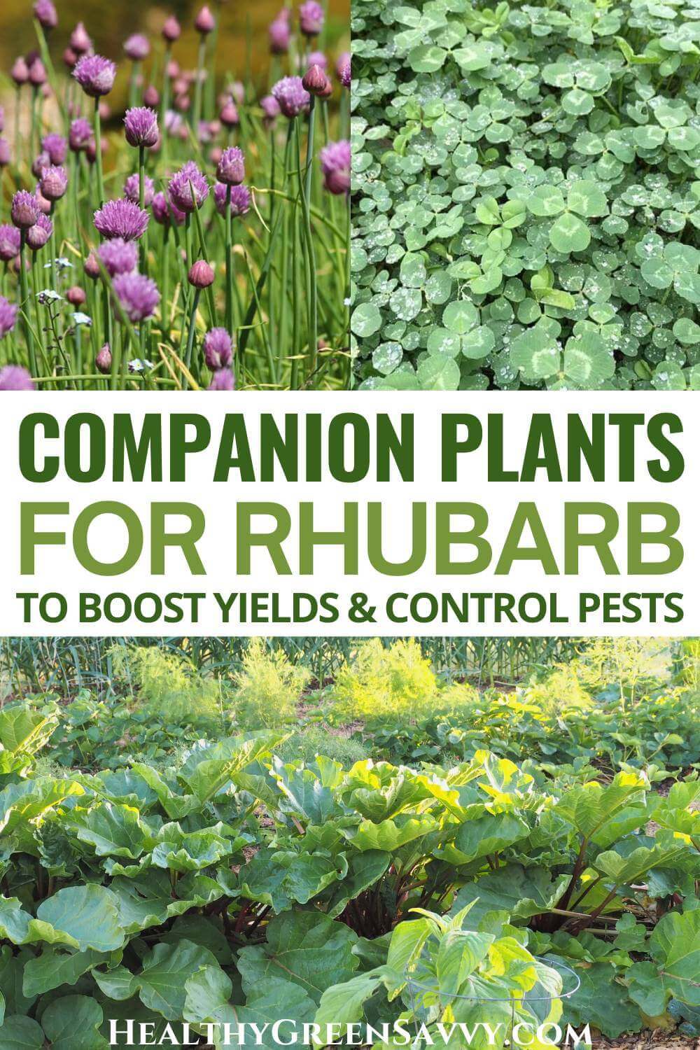 15 Best Rhubarb Companion Plants (& 4 to Avoid)