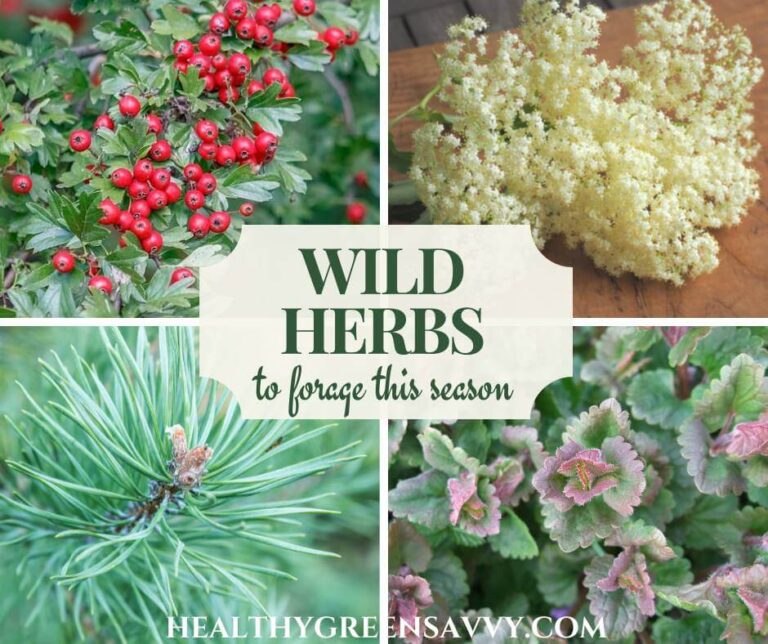 25 Wild Herbs to Forage this Season