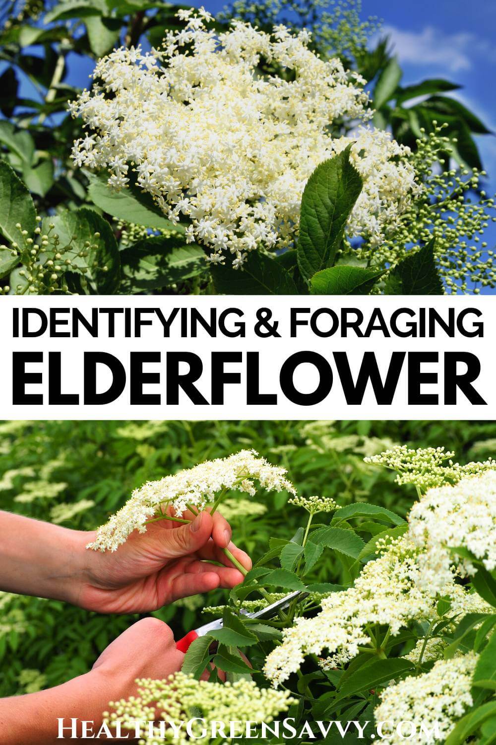 Elderflower Identification + Elderflower Look Alikes to Avoid