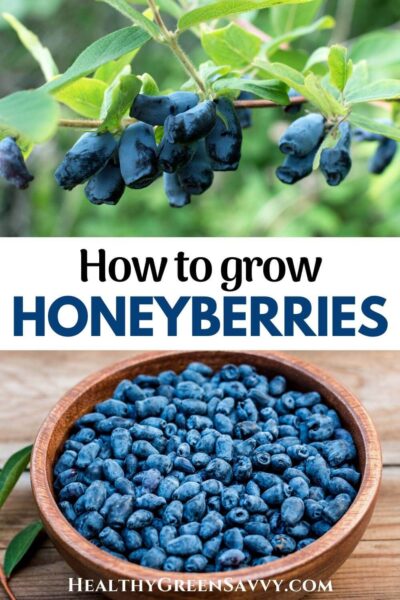 Haskap Berry {How to Grow Honeyberry, an Edible Honeysuckle}