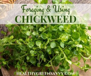 Edible Chickweed Identification, Uses & Benefits