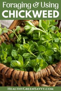 Edible Chickweed Identification, Uses & Benefits