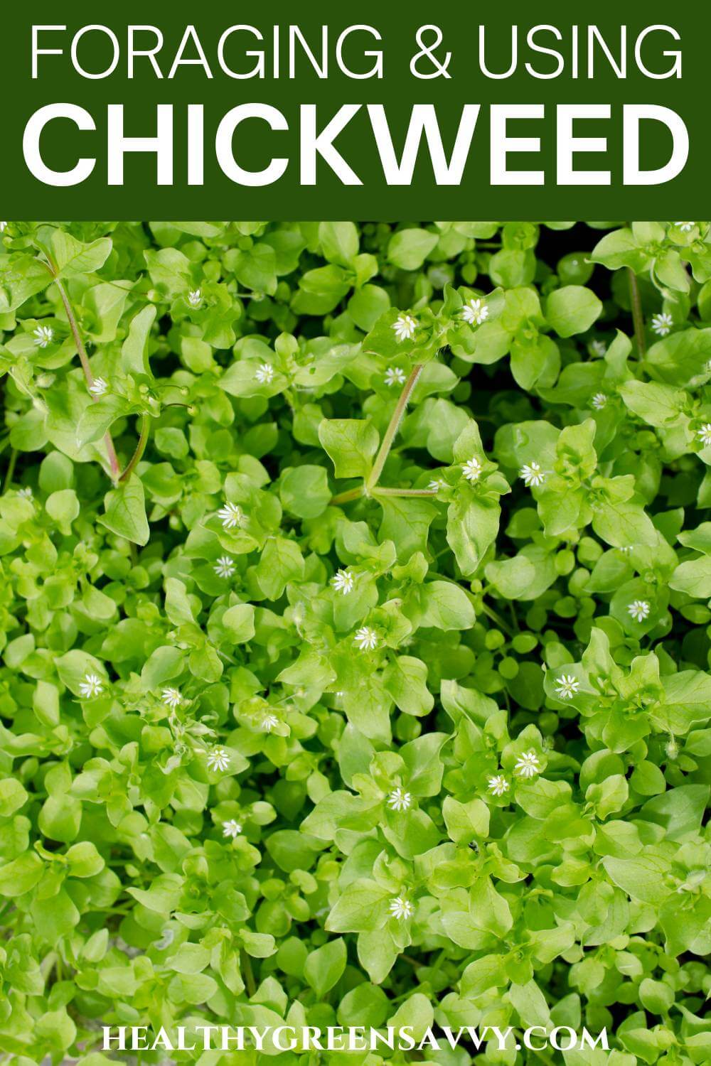 Edible Chickweed Identification, Uses & Benefits