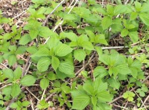 Foraging Canadian Wood Nettle {Identification & 4 Best Uses}
