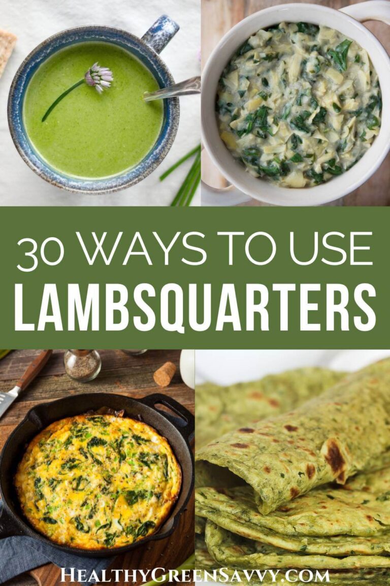 30+ Lambs Quarter Recipes to Try this Season