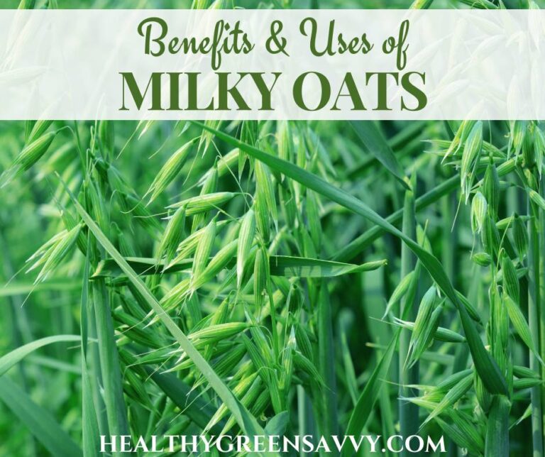 Using Milky Oats, Premier Herb for Stress & More