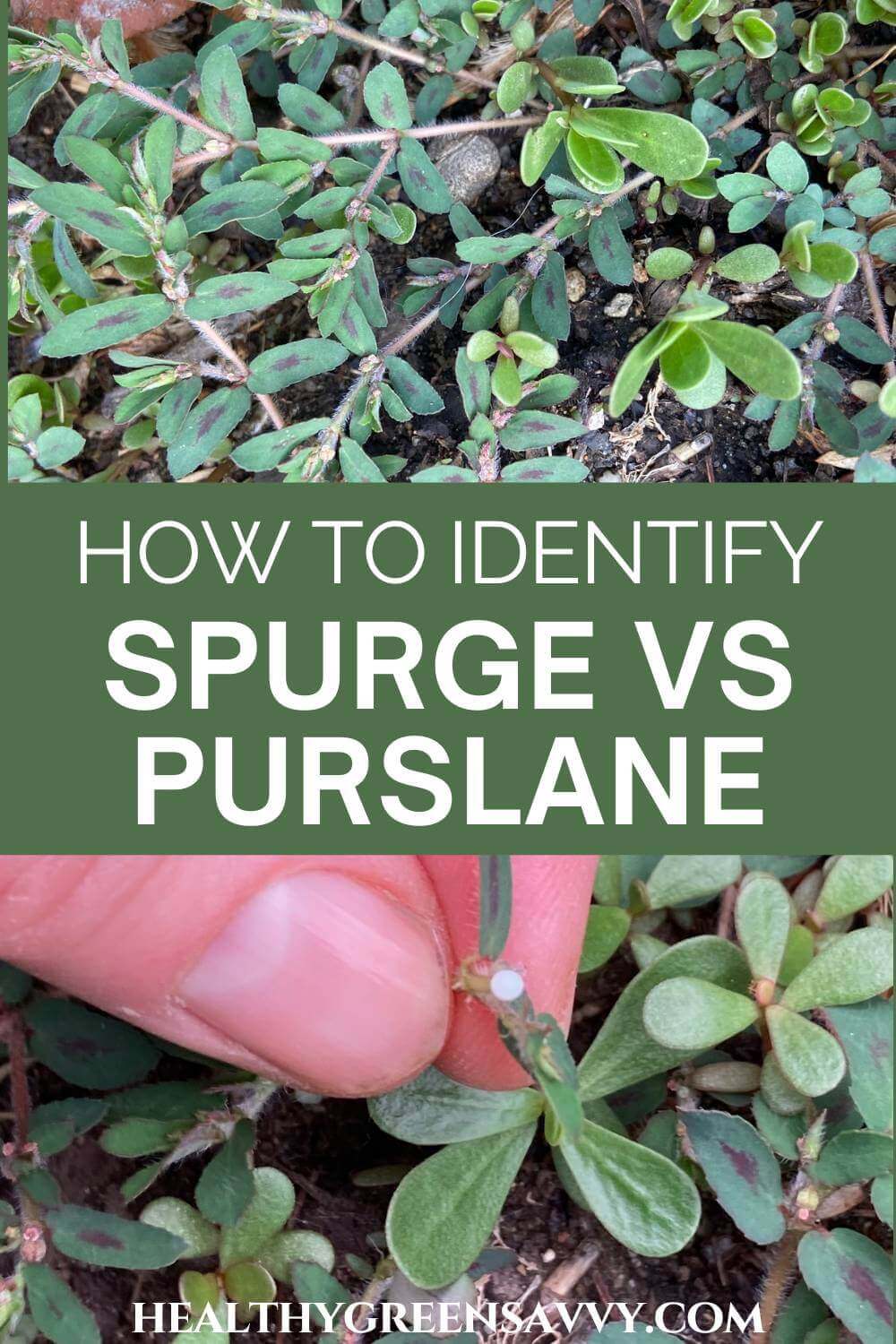 Spurge vs Purslane (Purslane Look Alikes to Know & Avoid)
