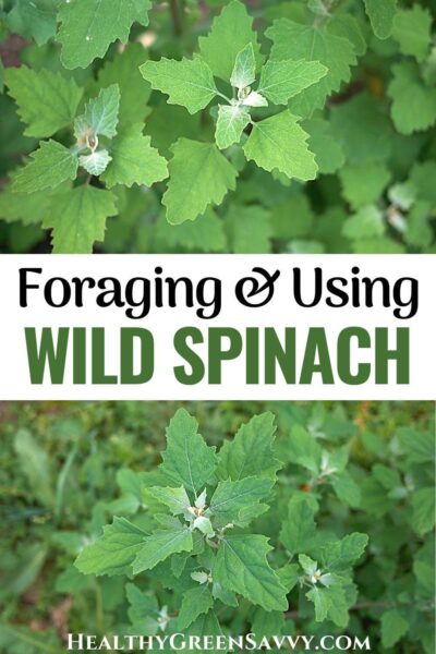 Wild Spinach (Foraging Edible Lambsquarters or Goosefoot)