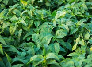 15 Cool Amaranth Leaves Recipes (Edible Amaranth Greens)