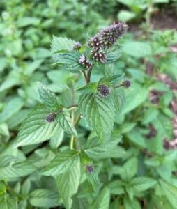 25 Best Cooling Herbs to Help You Beat the Heat