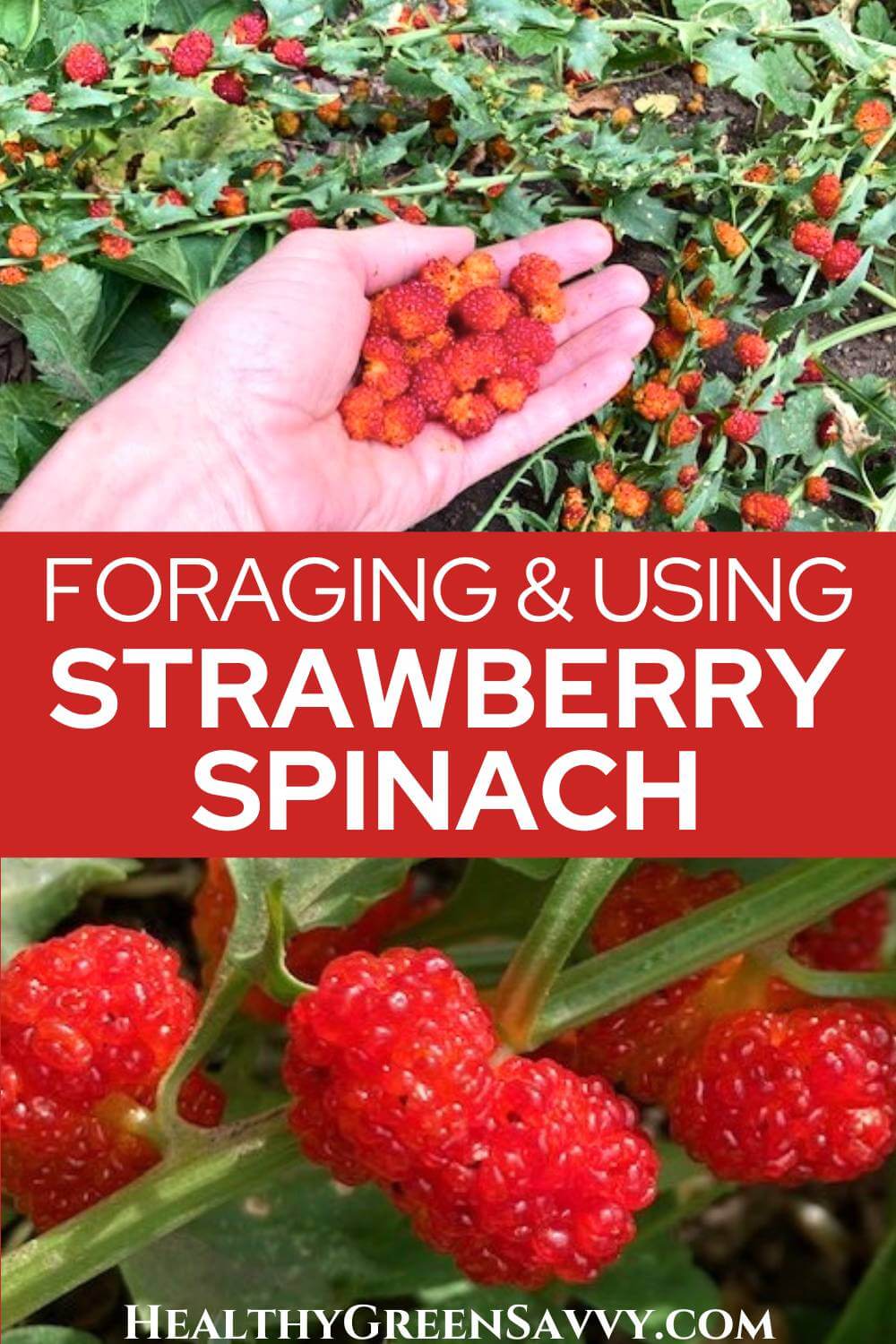 Strawberry Blite (Strawberry Spinach Plant, Blitum capitatum)